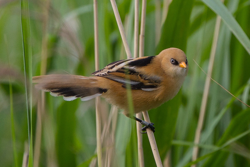 Top 15 Types Of Titmouse Birds (With Pictures) - Fly Aviary