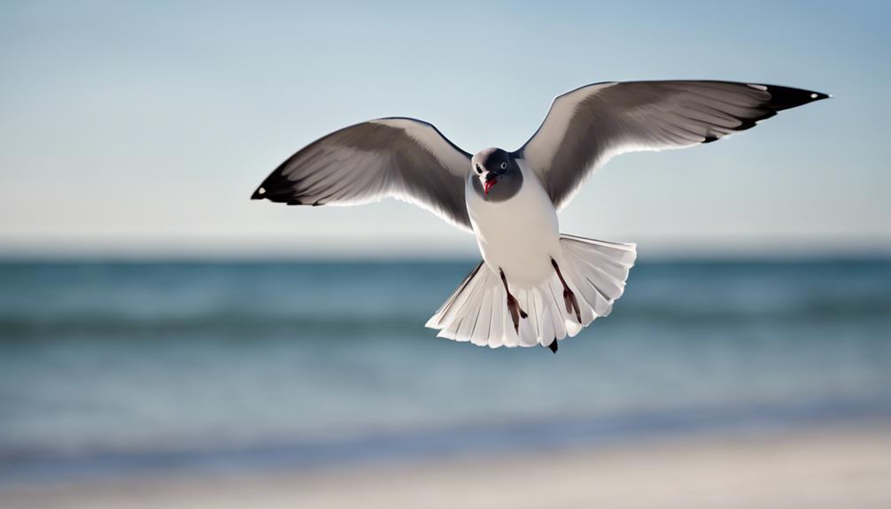 Top 15 Types Of Sea Birds In Florida (With Pictures) - Fly Aviary