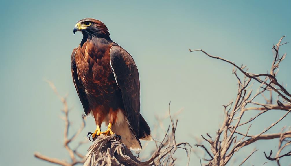 Top 15 Types Of Predatory Birds In Texas (With Pictures) - Fly Aviary