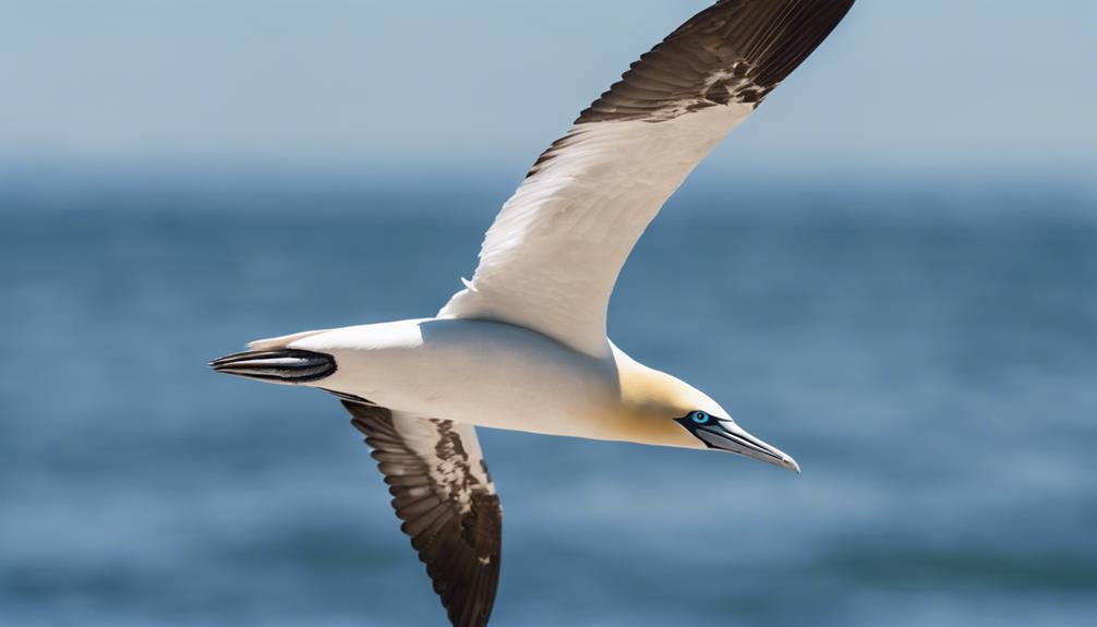 Top 15 Types Of Sea Birds In Delaware (With Pictures) - Fly Aviary