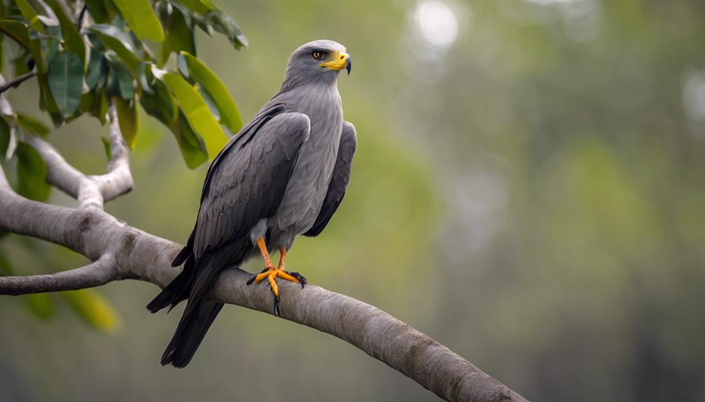 Top 15 Types Of Kite Birds In Florida (With Pictures) - Fly Aviary