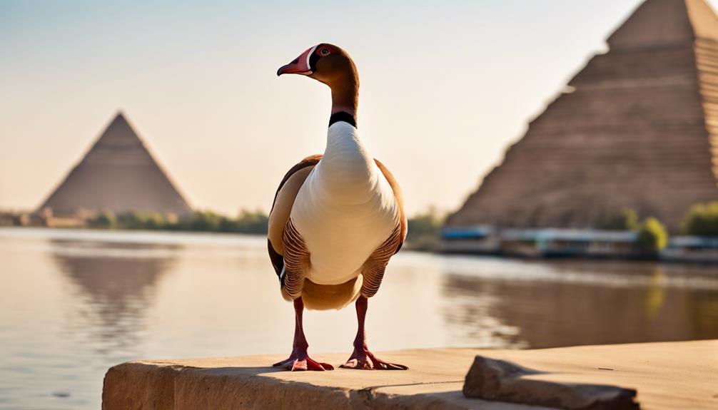 Top 15 Types Of Birds In Egypt (With Pictures) - Fly Aviary