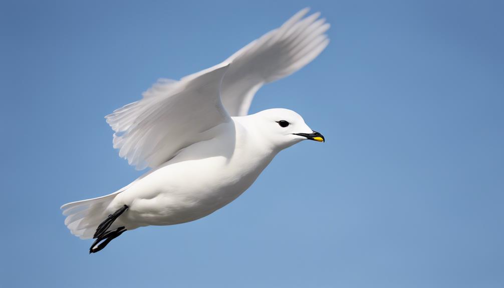 Top 15 Types Of White Birds (With Pictures) - Fly Aviary