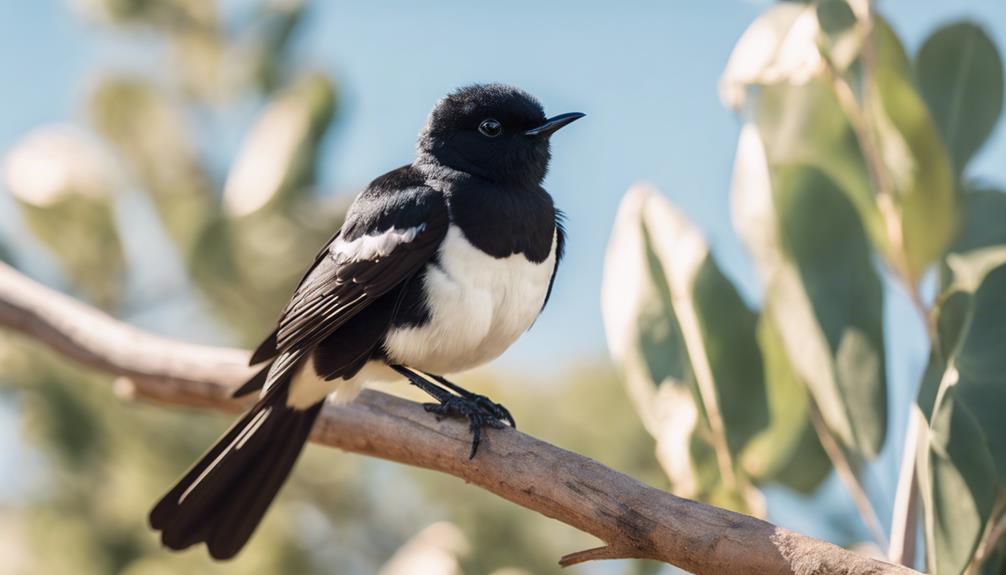 Top 15 Types Of Common Birds In Australia (With Pictures) - Fly Aviary