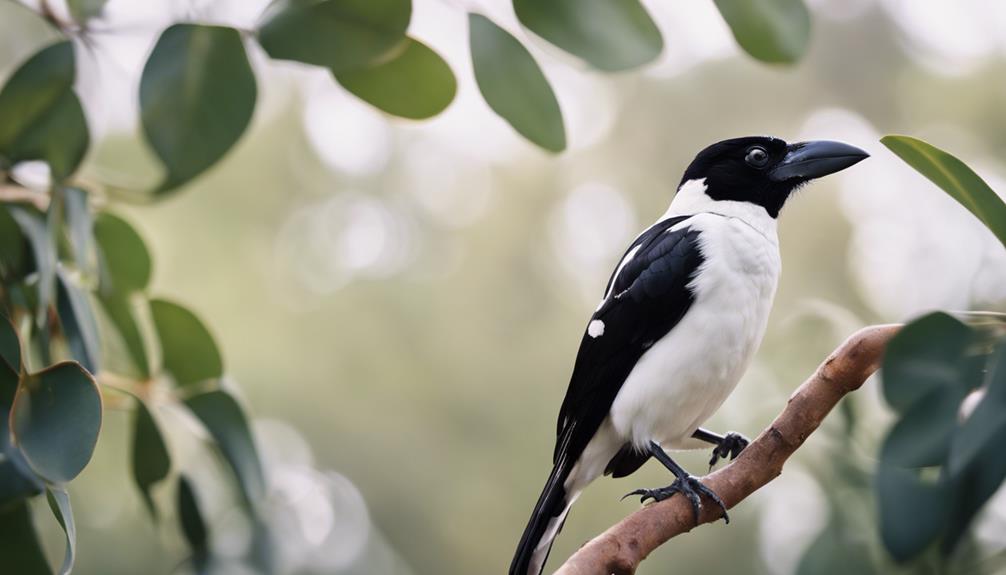 Top 15 Types Of Birds In Queensland (With Pictures) - Fly Aviary