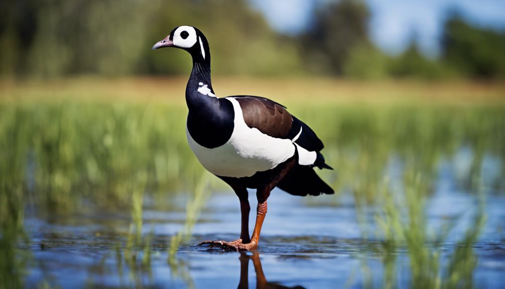 Top 15 Types Of Crane Birds In Australia (With Pictures) - Fly Aviary