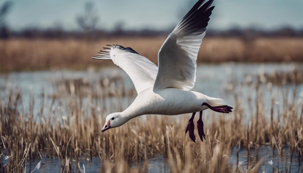 Top 15 Types Of White Birds In Texas (With Pictures) - Fly Aviary