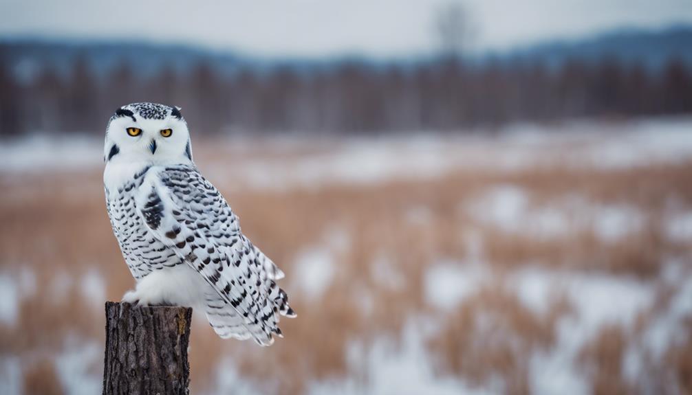 Top 15 Types Of Birds Live In Mostly Canada (With Pictures) - Fly Aviary