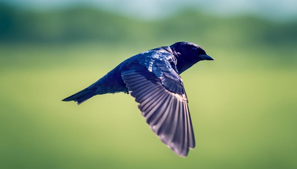 Top 15 Types Of Blue Birds In Alabama (With Pictures) - Fly Aviary