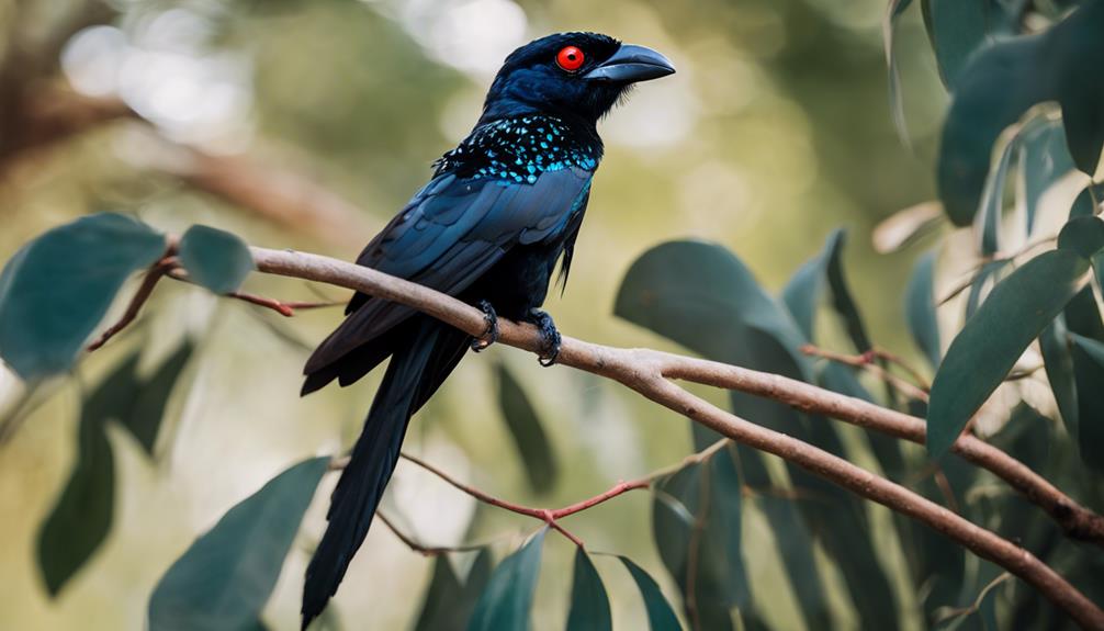 Top 15 Types Of Birds In Queensland (With Pictures) - Fly Aviary