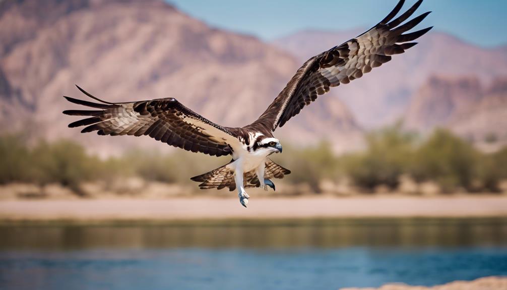 Top 15 Types Of Birds In Yuma Az (With Pictures) - Fly Aviary