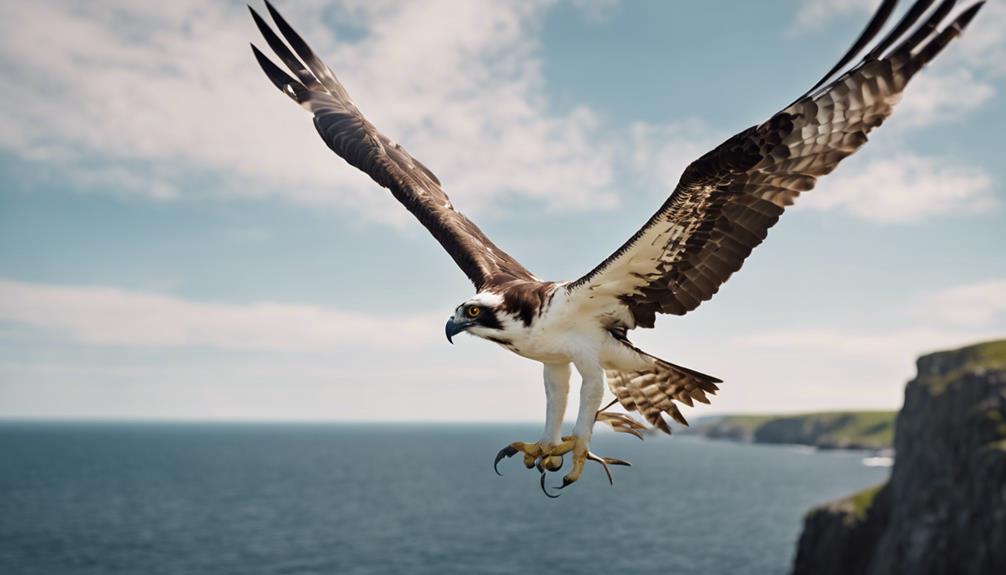 Top 15 Types Of Birds In Newfoundland (With Pictures) - Fly Aviary