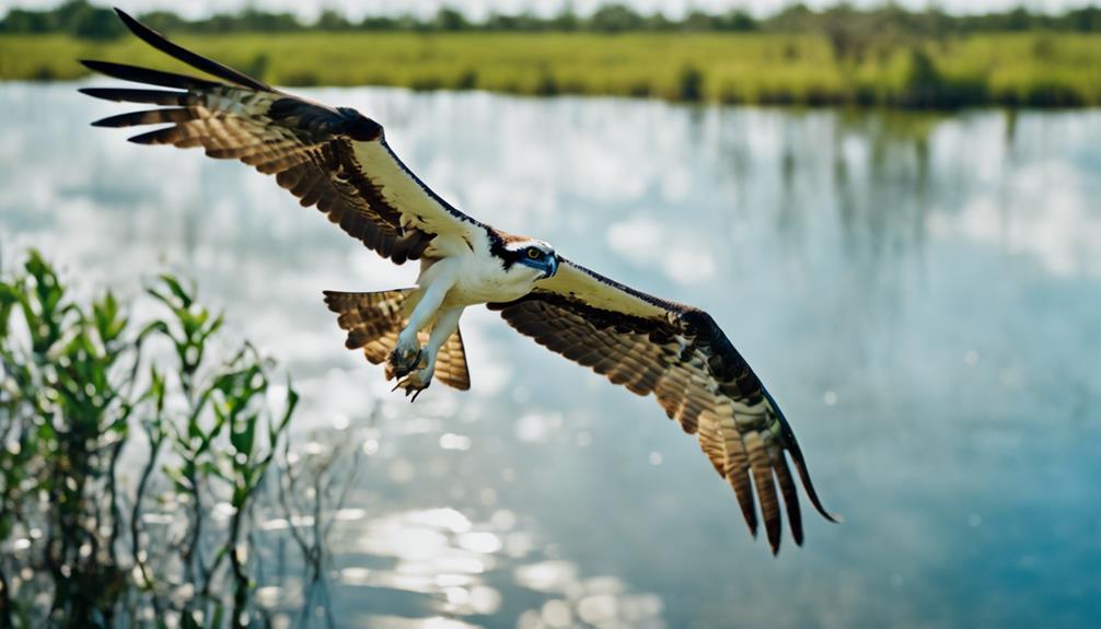 Top 15 Types Of Birds In Everglades (With Pictures) - Fly Aviary