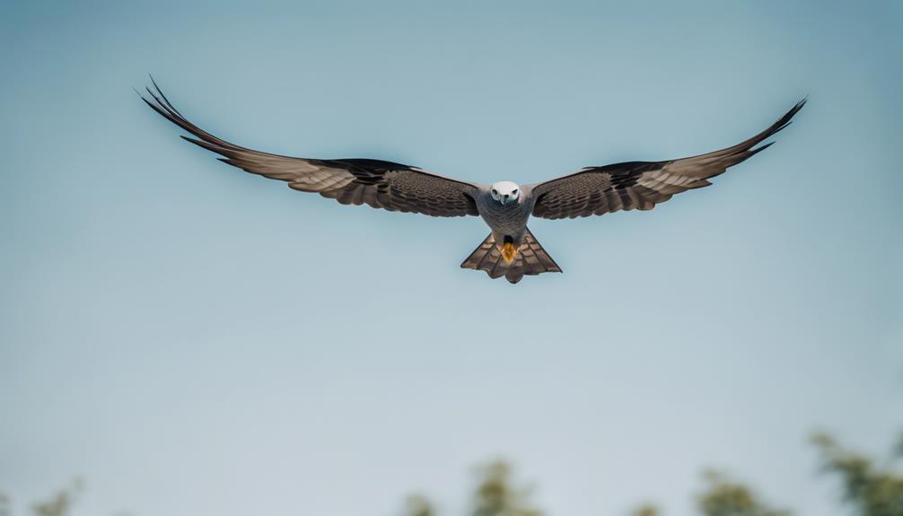 Top 15 Types Of Predatory Birds In Texas (With Pictures) - Fly Aviary