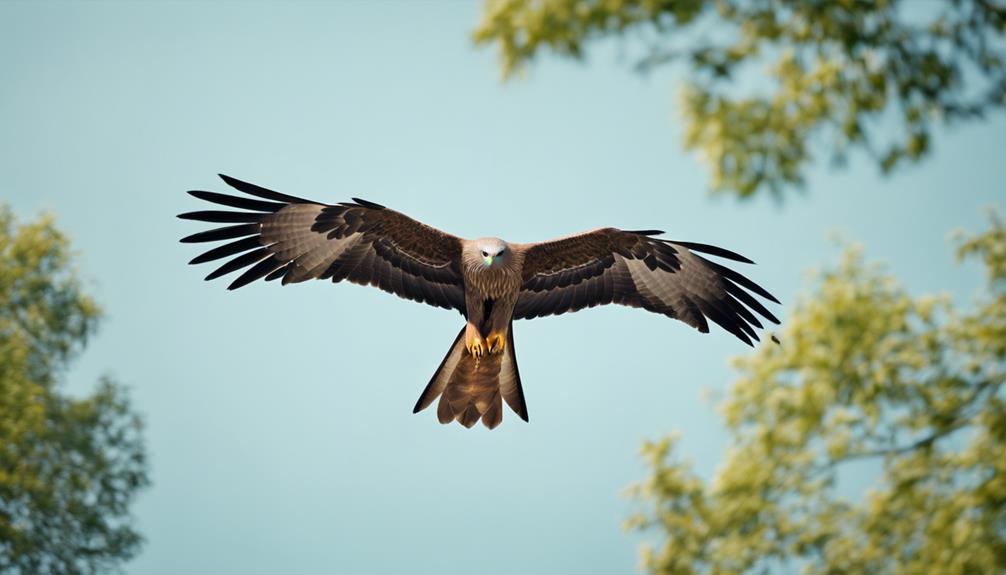 Top 15 Types Of Kite Birds (With Pictures) - Fly Aviary