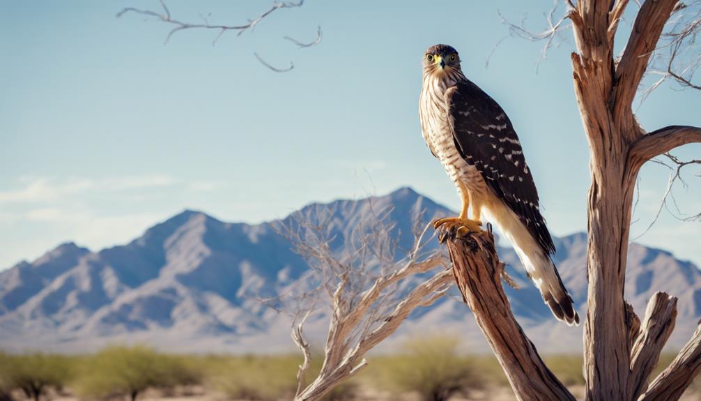 Top 15 Types Of Birds In El Paso Tx (With Pictures) - Fly Aviary