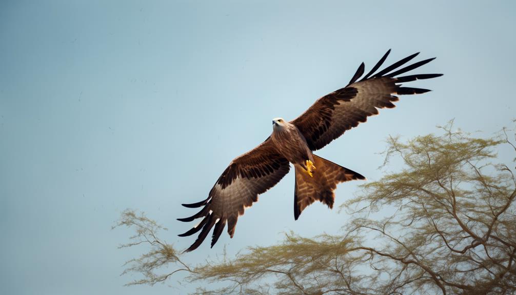 Top 15 Types Of Birds In Ghana (With Pictures) - Fly Aviary