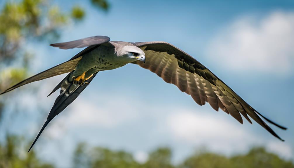 Top 15 Types Of Kite Birds In Florida (With Pictures) - Fly Aviary