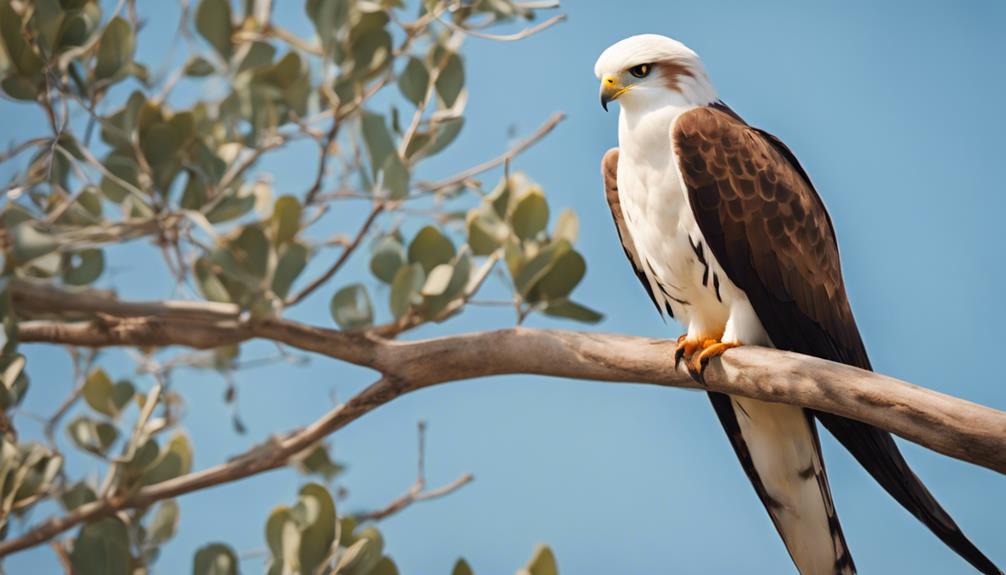 Top 15 Types Of Kite Birds (With Pictures) - Fly Aviary