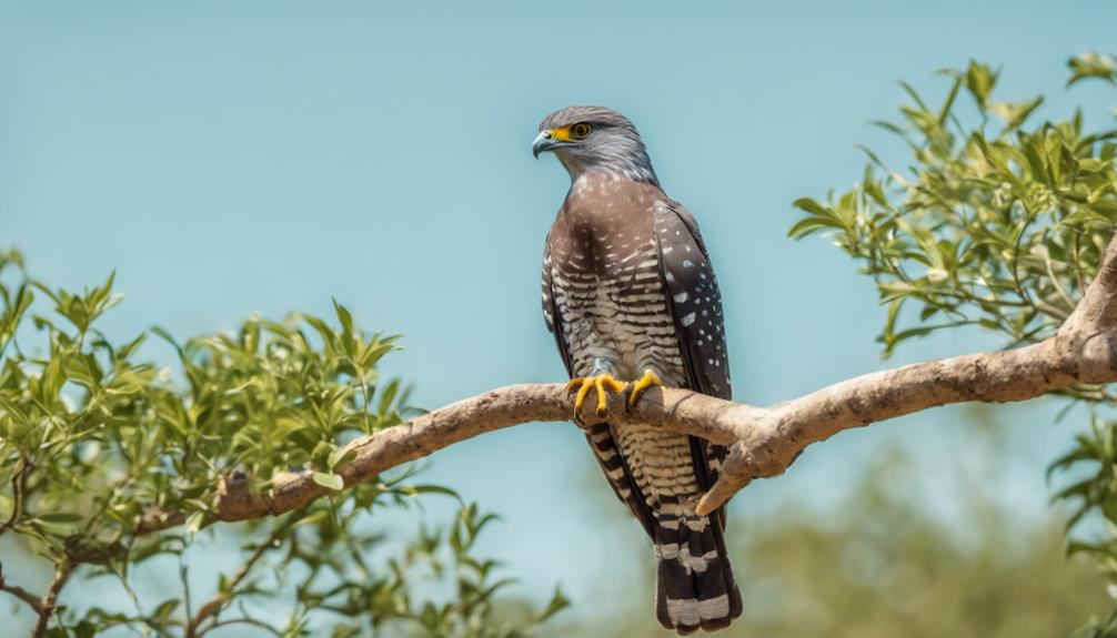 Top 15 Types Of Kite Birds (With Pictures) - Fly Aviary