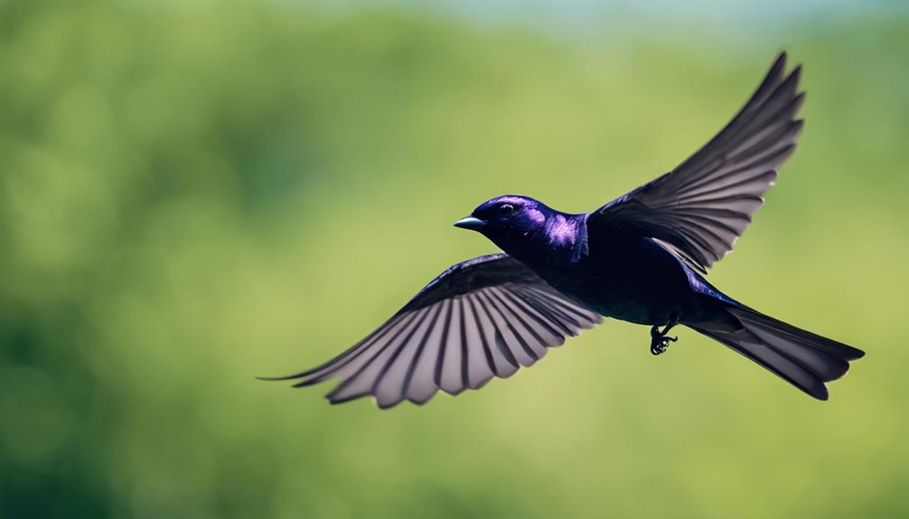 Top 15 Types Of Blue Birds In Virginia (With Pictures) - Fly Aviary