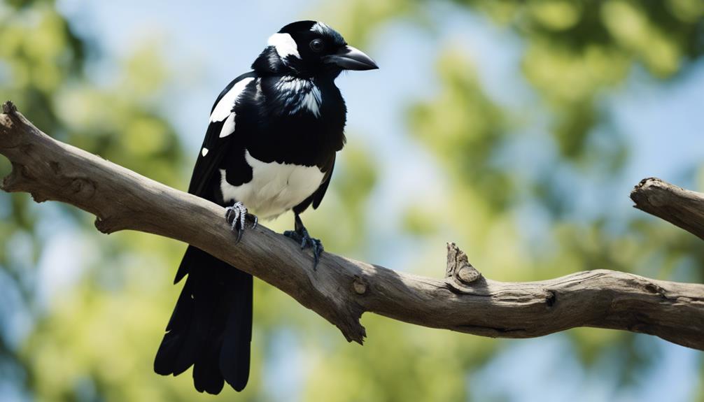 Top 15 Types Of Birds In Spanish (With Pictures) - Fly Aviary
