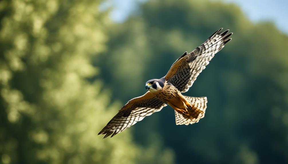Top 15 Types Of Falcons Birds (With Pictures) - Fly Aviary