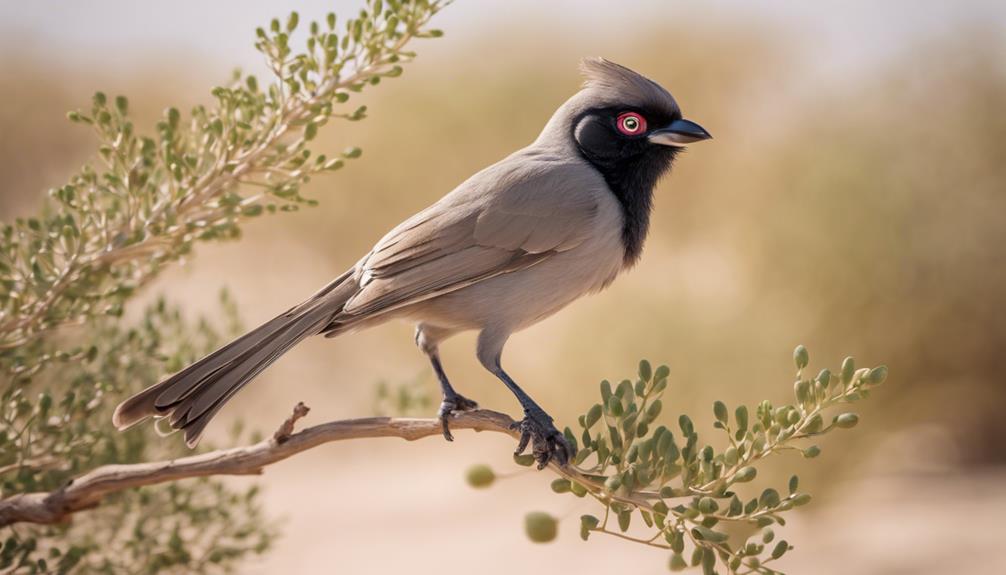 Top 15 Types Of Birds In Qatar (With Pictures) - Fly Aviary