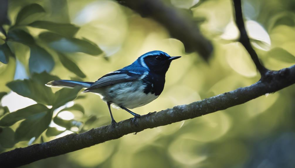Top 15 Types Of Canadian Birds (With Pictures) - Fly Aviary