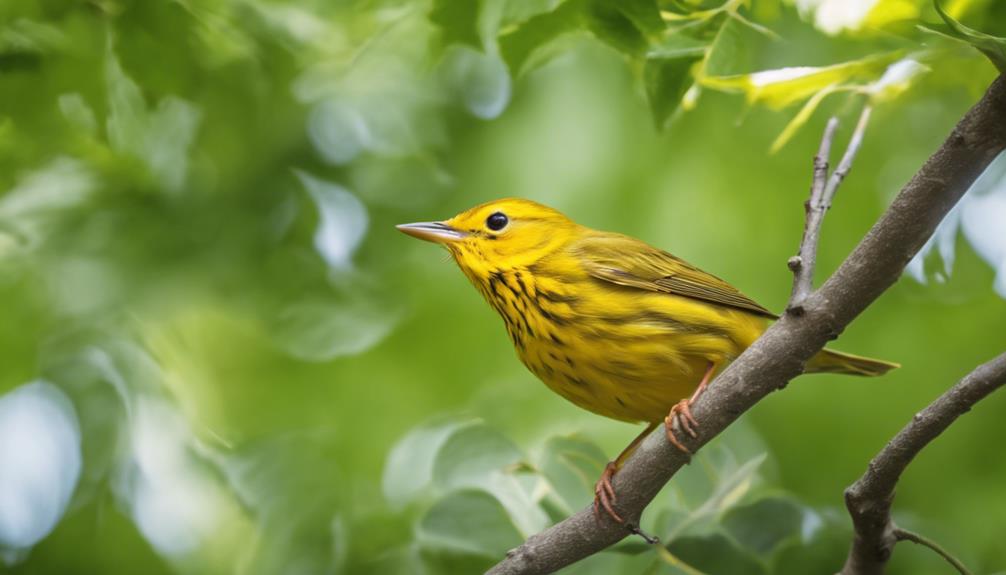 Top 15 Types Of Yellow Birds In Indiana (With Pictures) - Fly Aviary
