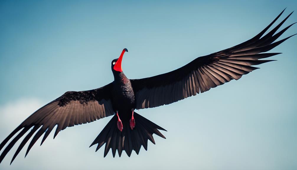 Top 15 Types Of Birds In Belize (With Pictures) - Fly Aviary