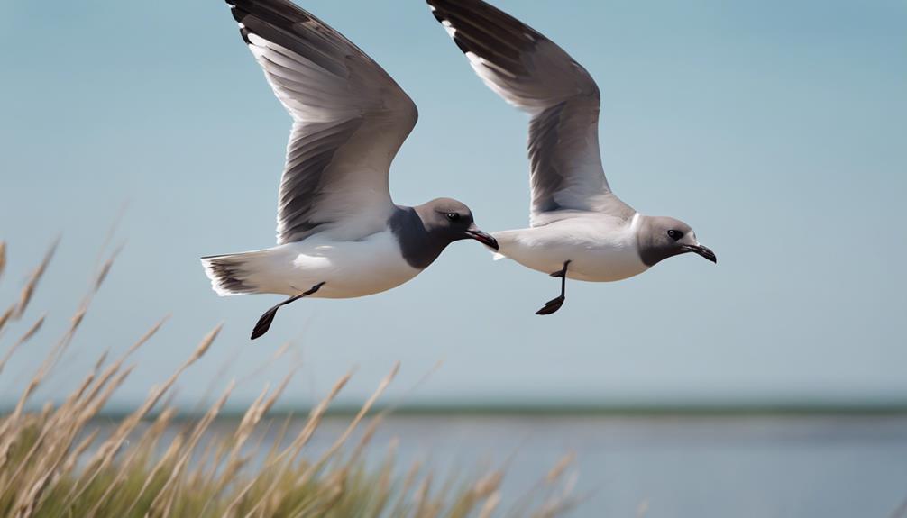 Top 15 Types Of Marsh Birds (With Pictures) - Fly Aviary