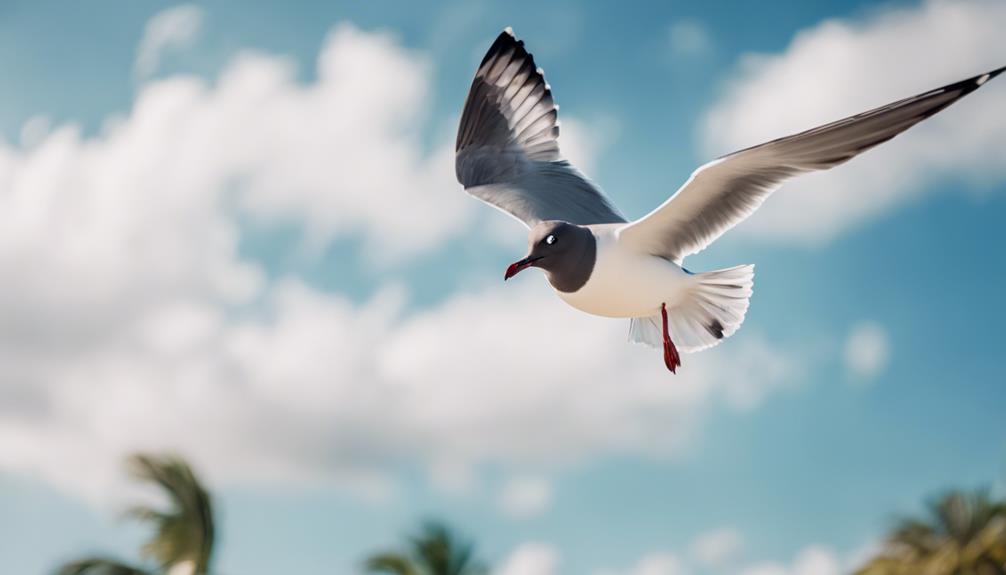 Top 15 Types Of Birds In The Caribbean (With Pictures) - Fly Aviary