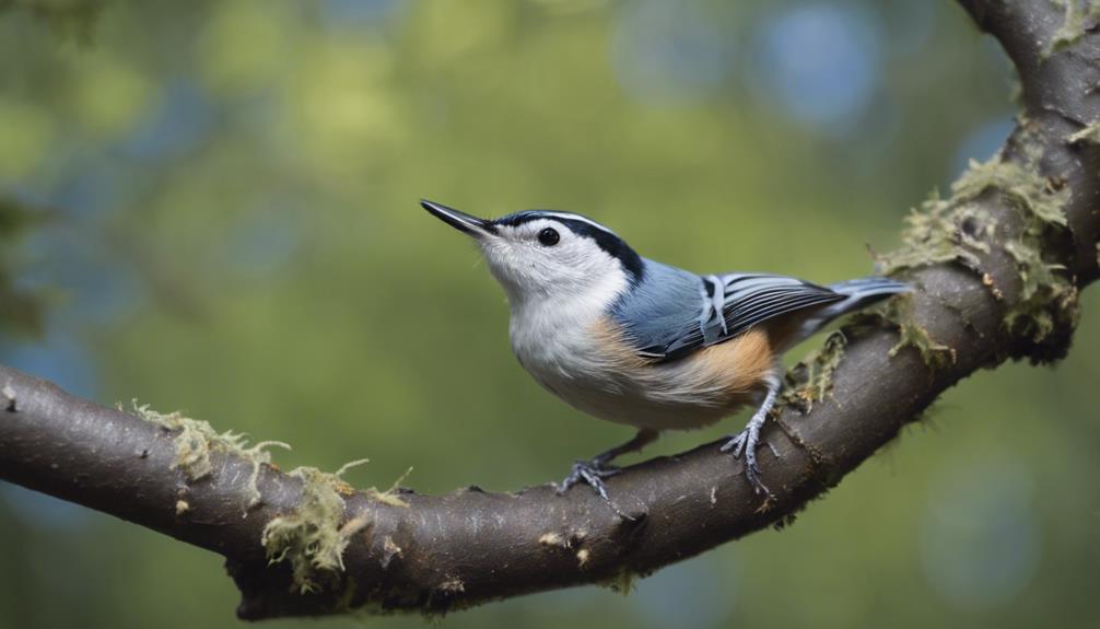 Top 15 Types Of Birds In New Brunswick (With Pictures) - Fly Aviary