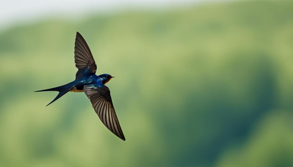 Top 15 Types Of Blue Birds In Virginia (With Pictures) - Fly Aviary