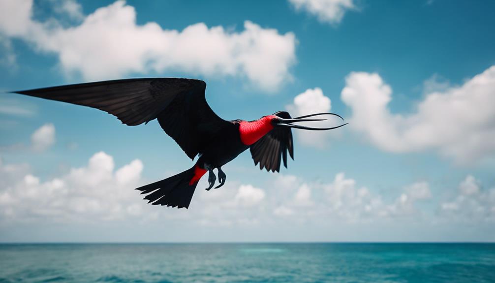 Top 15 Types Of Frigate Birds (With Pictures) - Fly Aviary