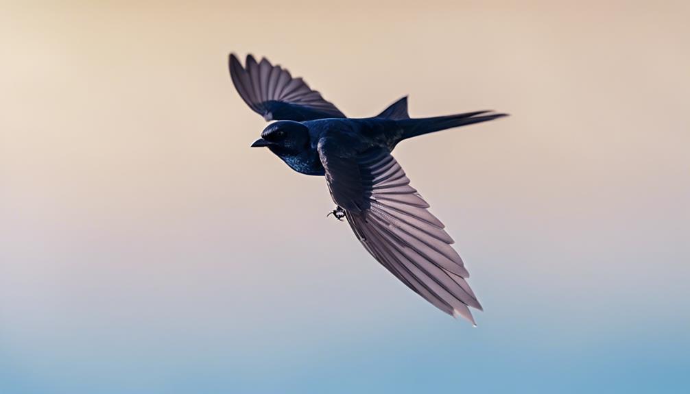 Top 15 Types Of Martin Birds (With Pictures) - Fly Aviary