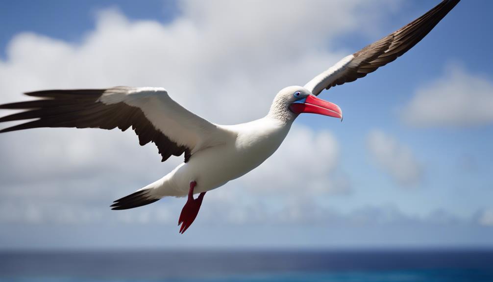 Top 15 Types Of Birds In Hawaii (With Pictures) - Fly Aviary
