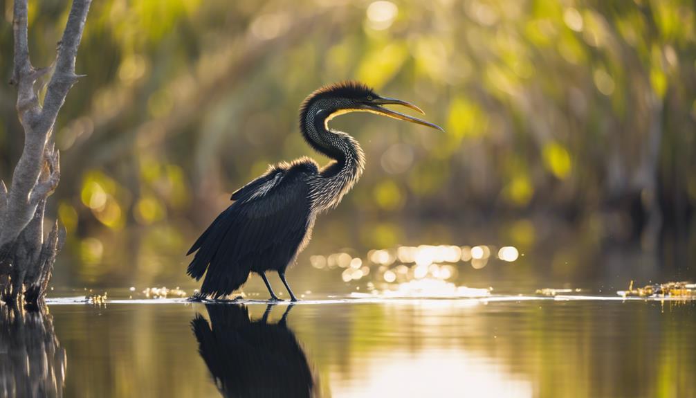 Top 15 Types Of Birds In Everglades (With Pictures) - Fly Aviary