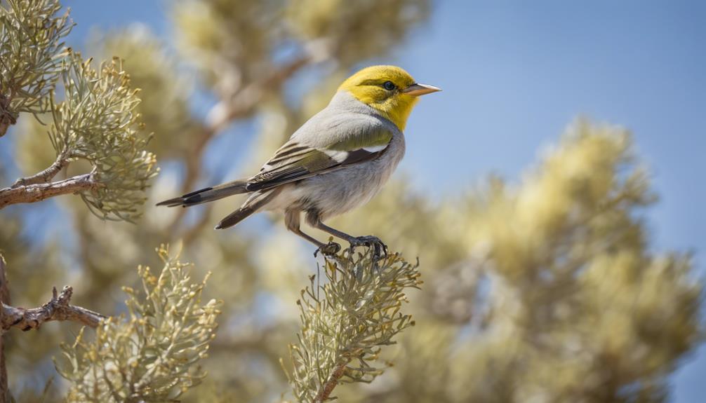 Top 15 Types Of Birds In Joshua Tree National Park (With Pictures ...