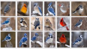 Top 15 Types Of Birds In Toronto (With Pictures) - Fly Aviary