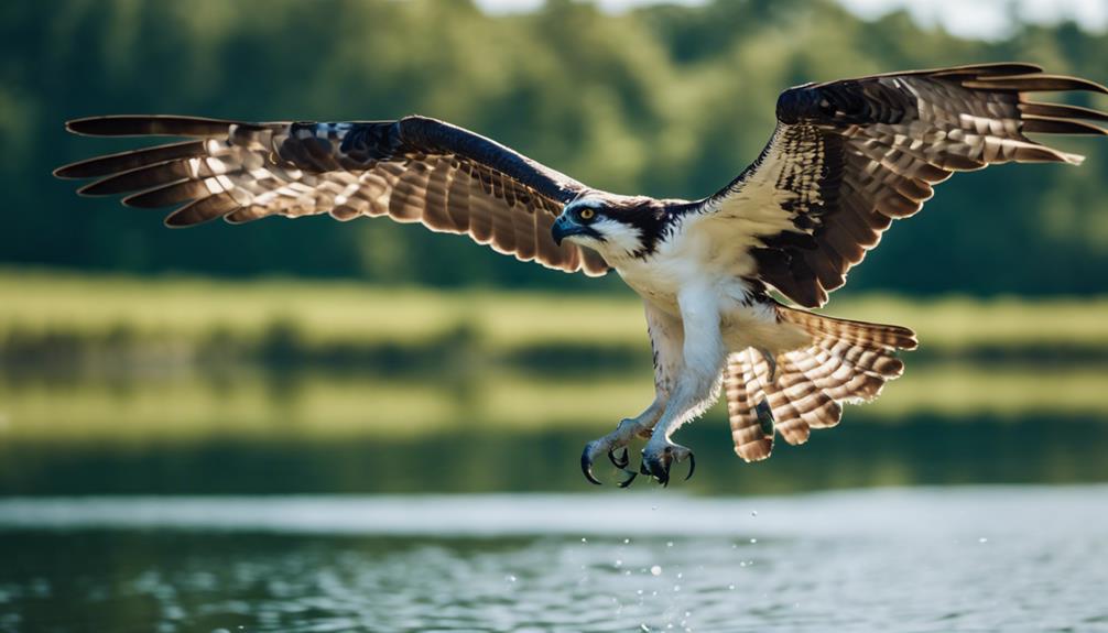 Top 15 Types Of Birds In Lakes (With Pictures) - Fly Aviary