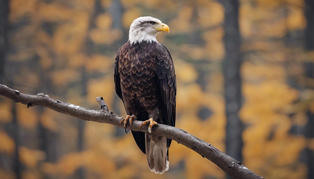 Top 15 Types Of Birds In Upper Michigan (With Pictures) - Fly Aviary