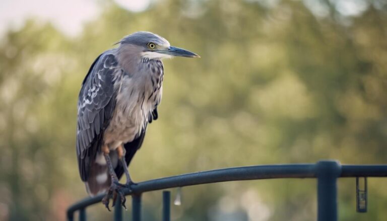 Top 15 Types Of Birds In Dallas Texas (With Pictures) - Fly Aviary