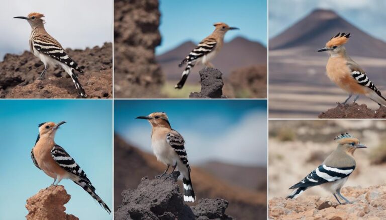 Top 15 Types Of Birds In Lanzarote (With Pictures) - Fly Aviary