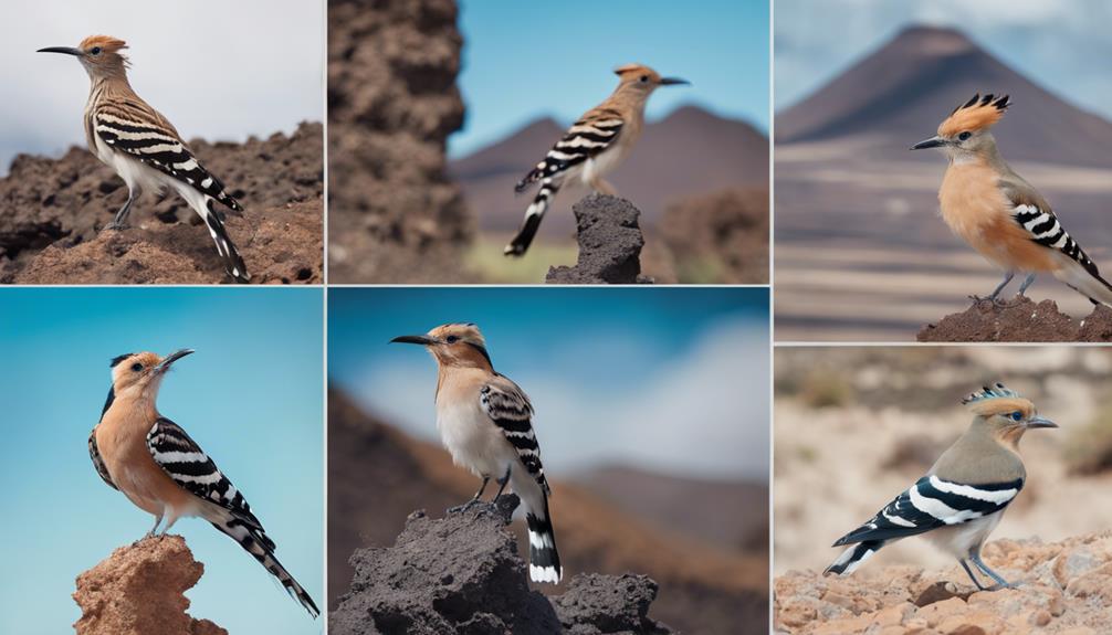 Top 15 Types Of Birds In Lanzarote (With Pictures) - Fly Aviary