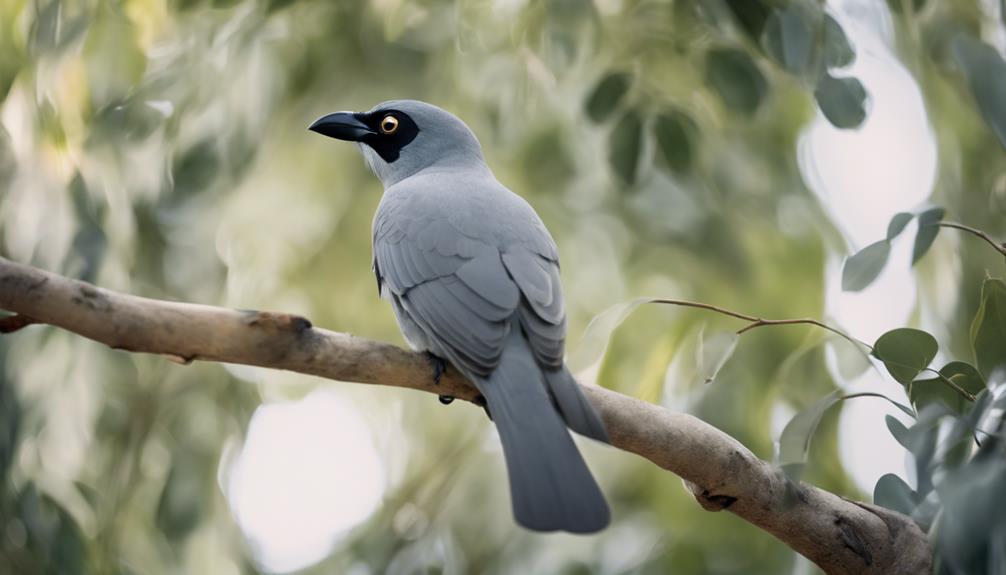 Top 15 Types Of Black Birds In Australia (With Pictures) - Fly Aviary