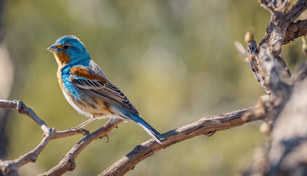 Top 15 Types Of Birds In Colorado (With Pictures) - Fly Aviary
