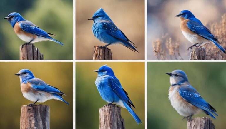 Top 15 Types Of Blue Birds In Colorado (With Pictures) - Fly Aviary