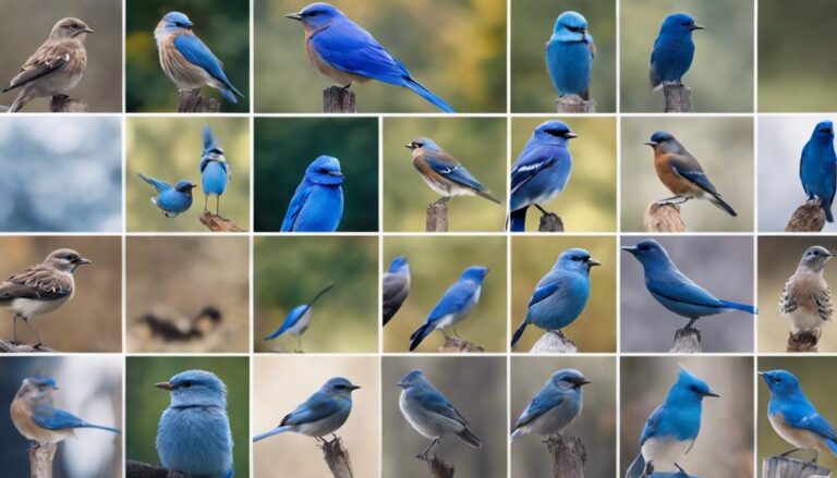 Top 15 Types Of Blue Birds In Virginia (With Pictures) - Fly Aviary